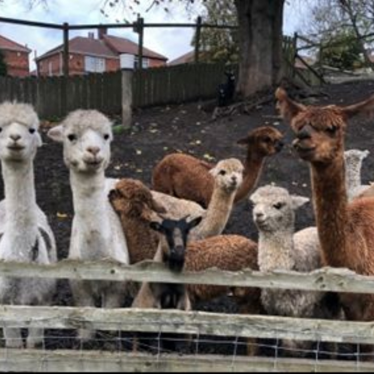 Trinity Solutions Academy - Mucking in and mucking out